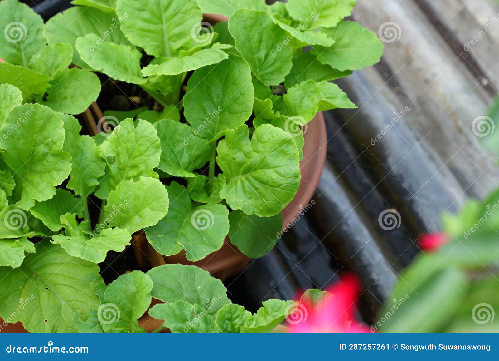 Plant Chinese Cabbage in Pots Stock Image - Image of tree, copy: 287257261