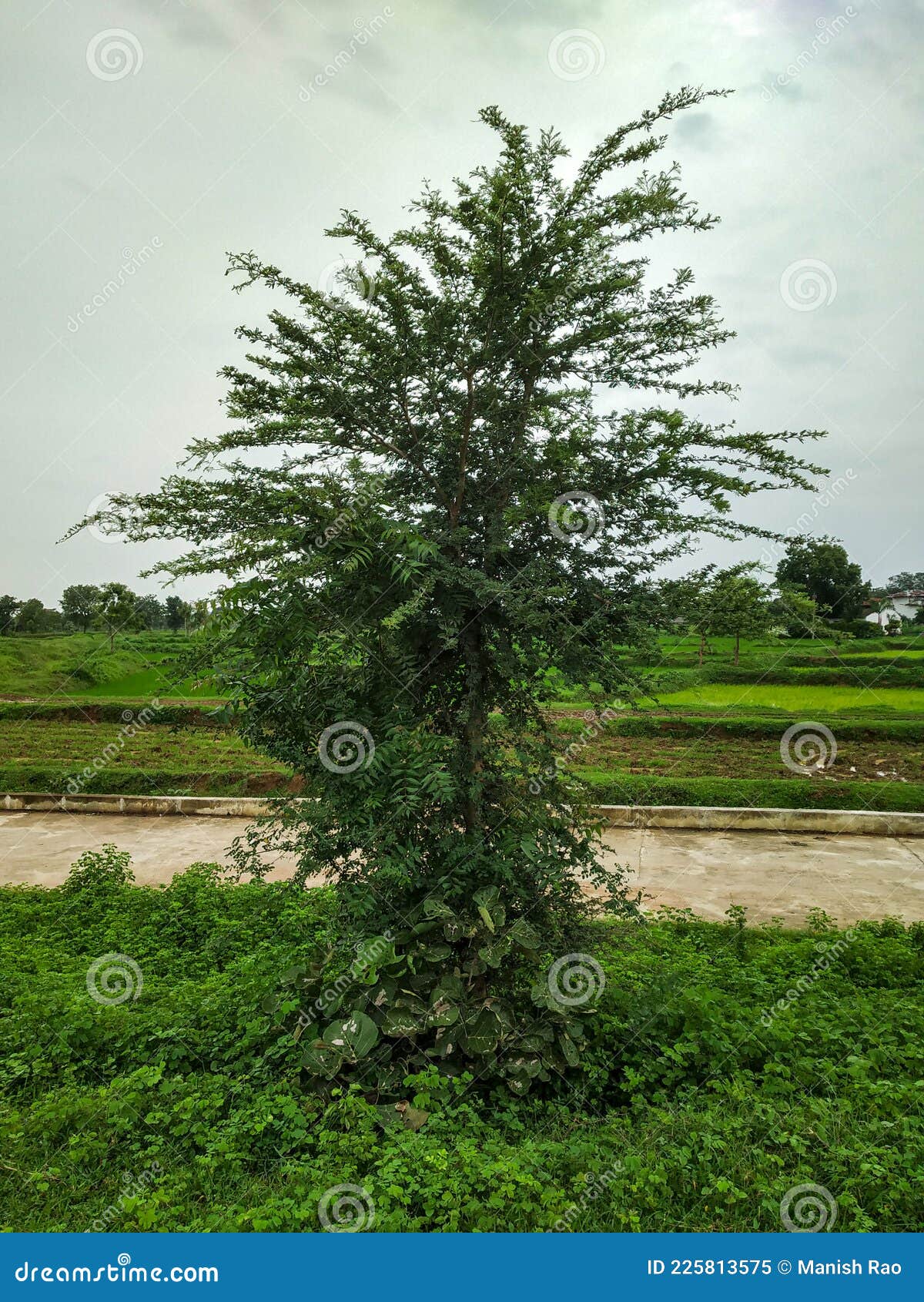 The Plant of the Chinese Elm. Stock Image - Image of grass, chinese ...