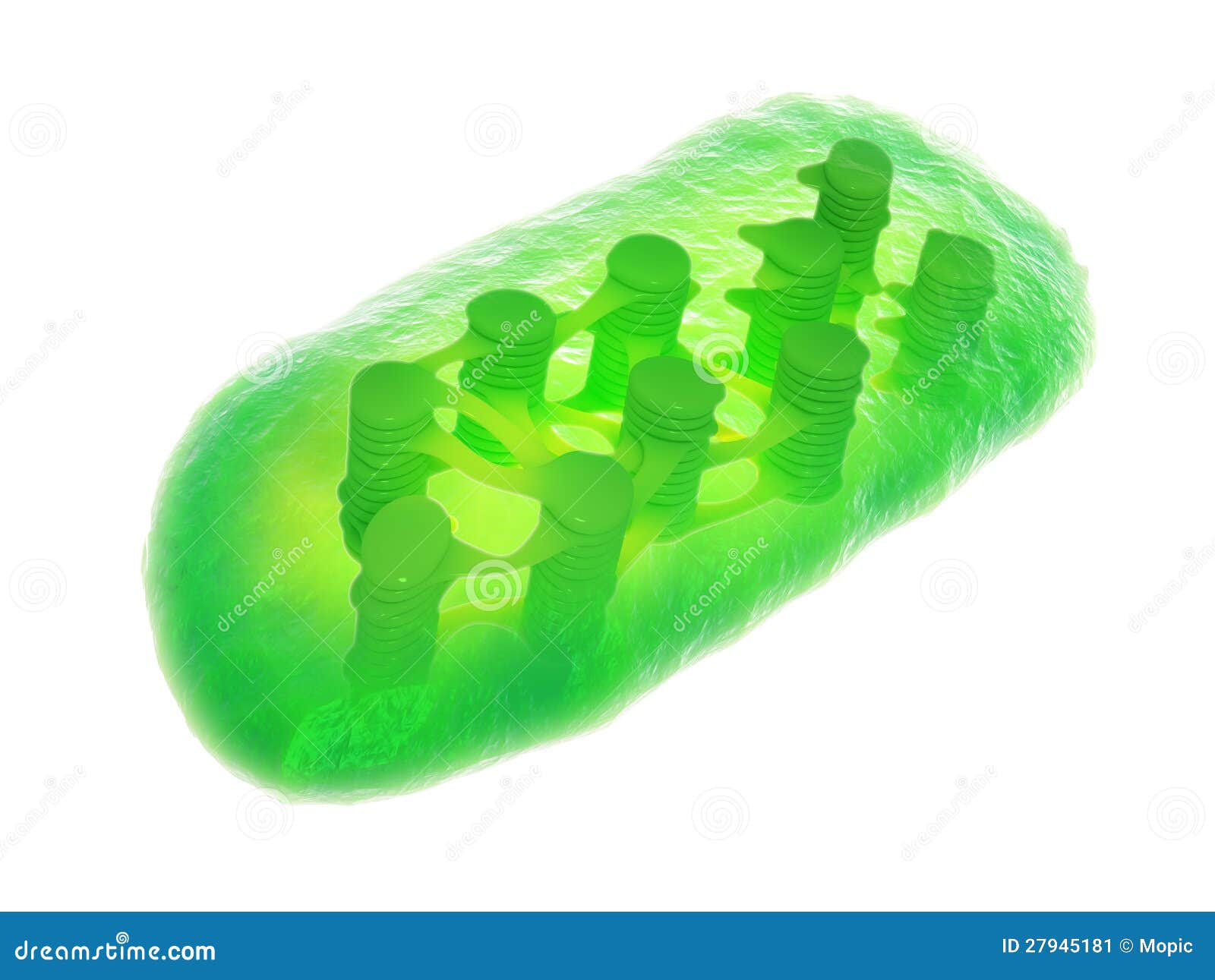 Chlorophyll And Chloroplast From Plant To Chemical Formula Outline ...