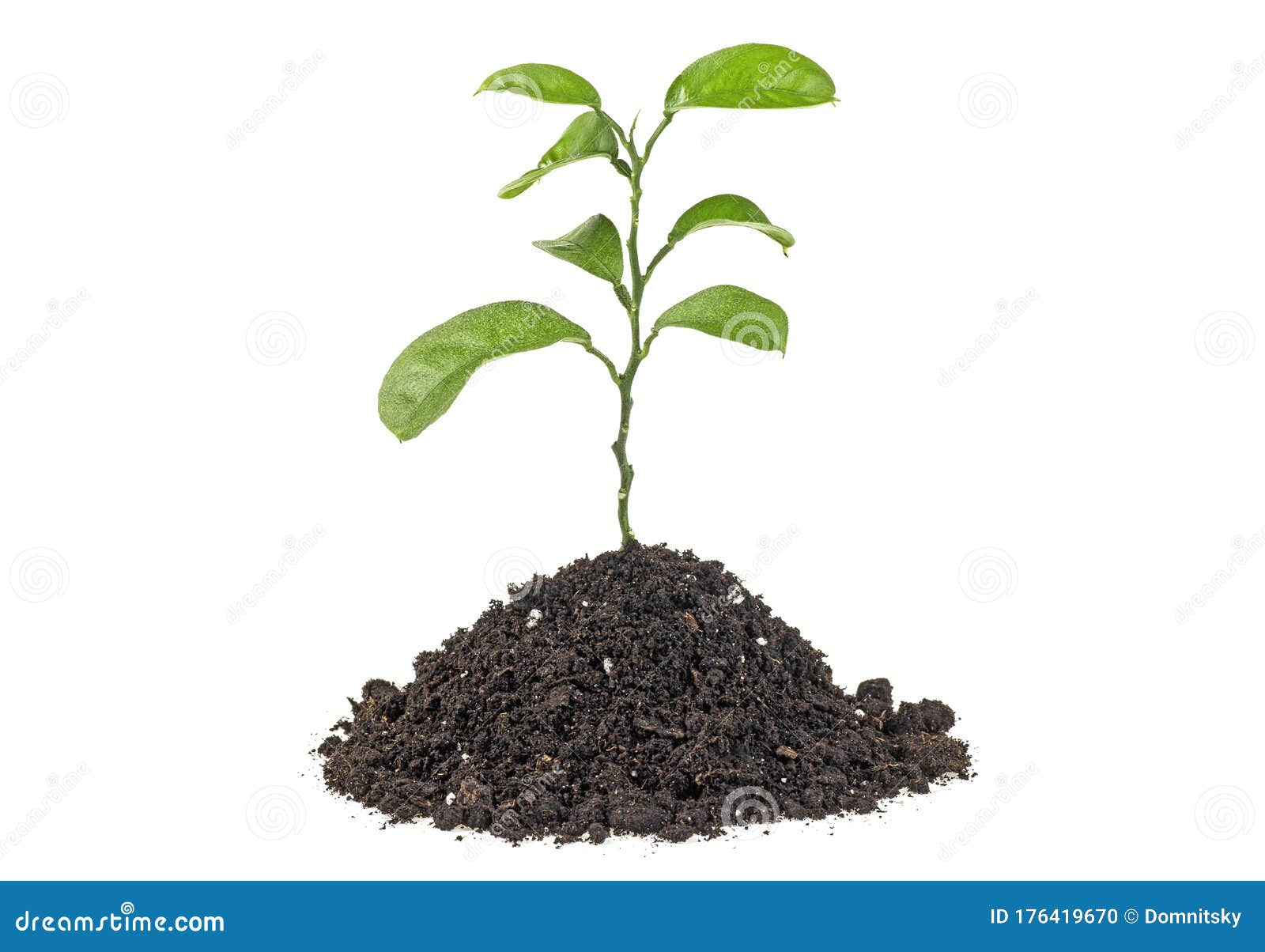 Plant of Citrus Tree Growing from Soil, White Background Stock Photo ... Plant of Citrus Tree Growing from Soil, White Background Stock Photo ...