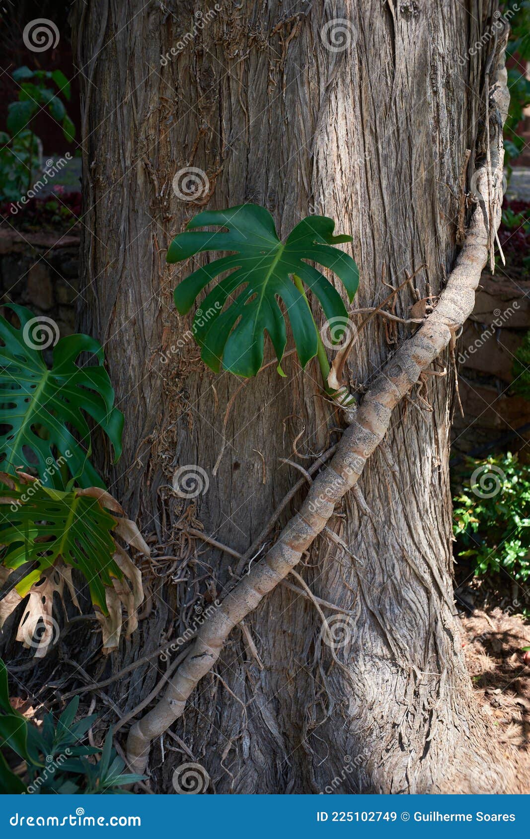 Plant Climbing Tree Trunk, Nature Synergy Aid Stock Image - Image of ...