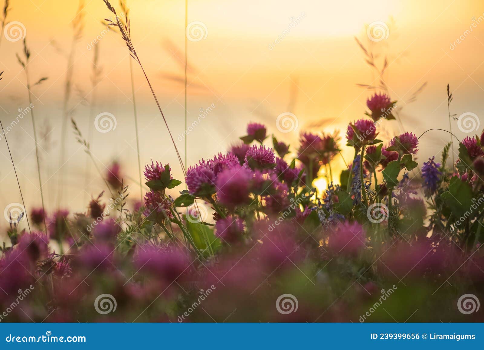 Clover stock photo. Image of garden, ocean, flora, bridge - 239399656
