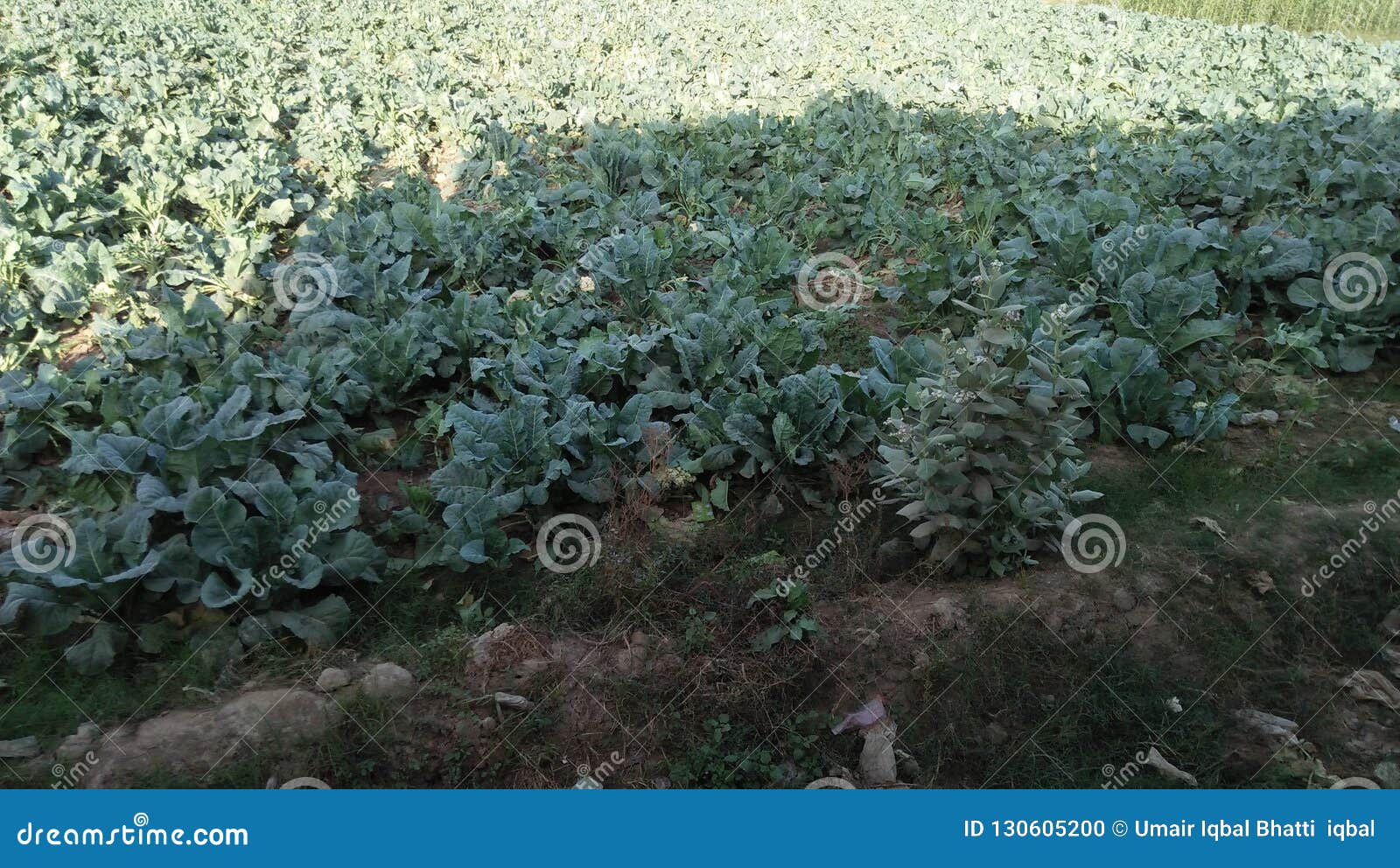Coliflower stock photo. Image of darkness, plant, fields - 130605200