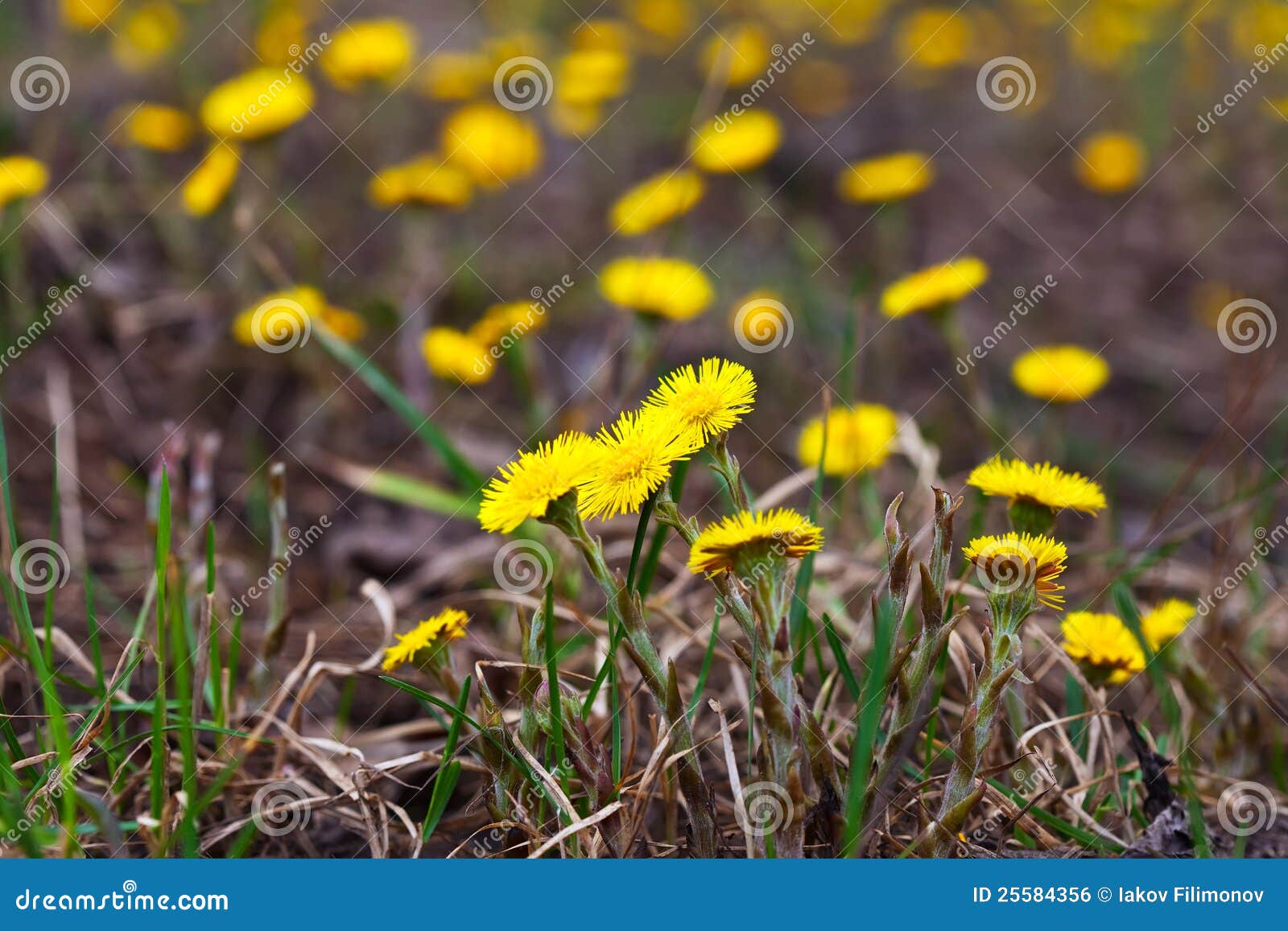 Plant of Coltsfoot stock photo. Image of blooming, simple - 25584356