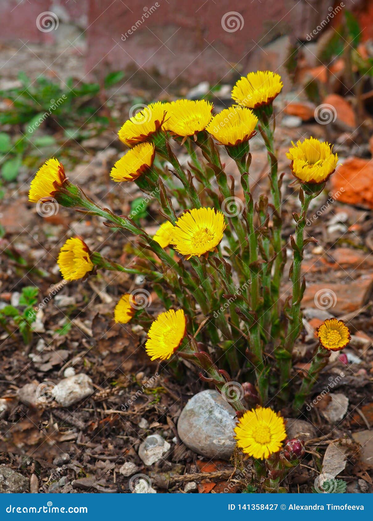 The Plant Coltsfoot Blooming Flowers Stock Image - Image of closeup ...