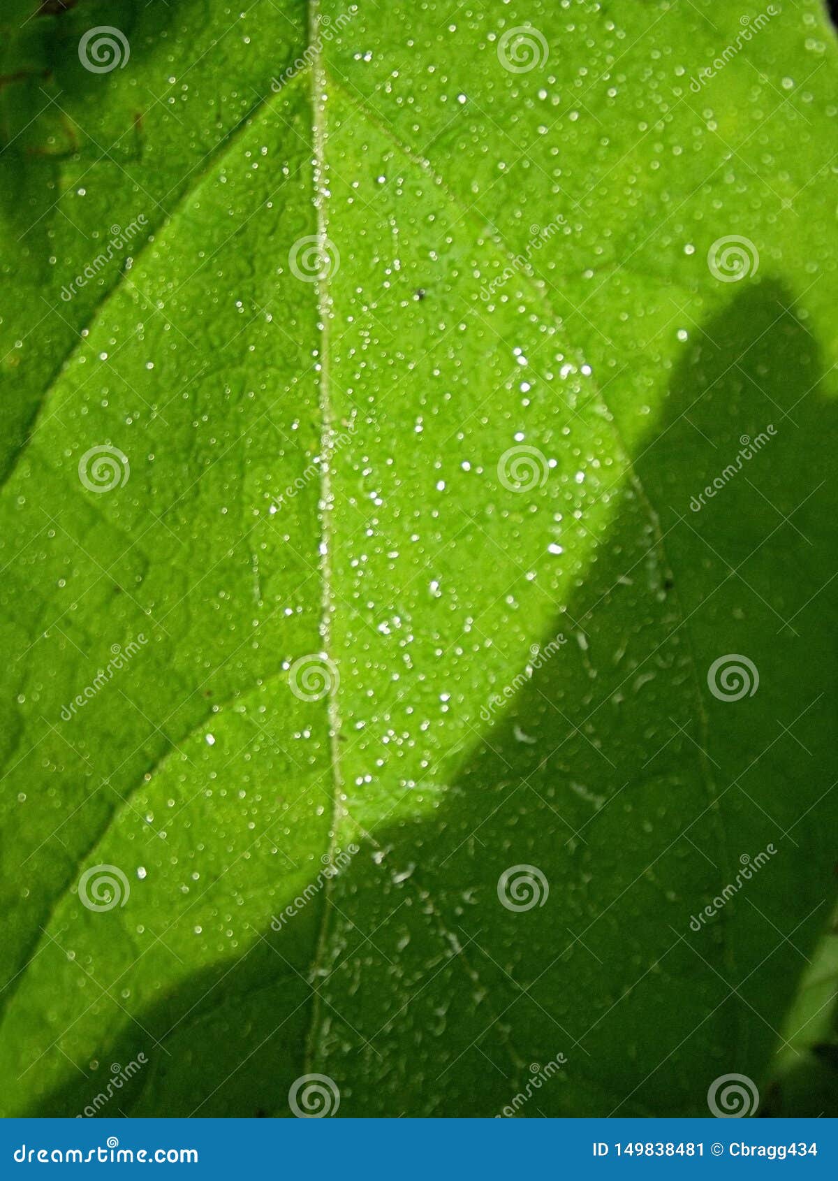 PLANT COVERED in DEW with SHADOW in BACKYARD Stock Image - Image of ...