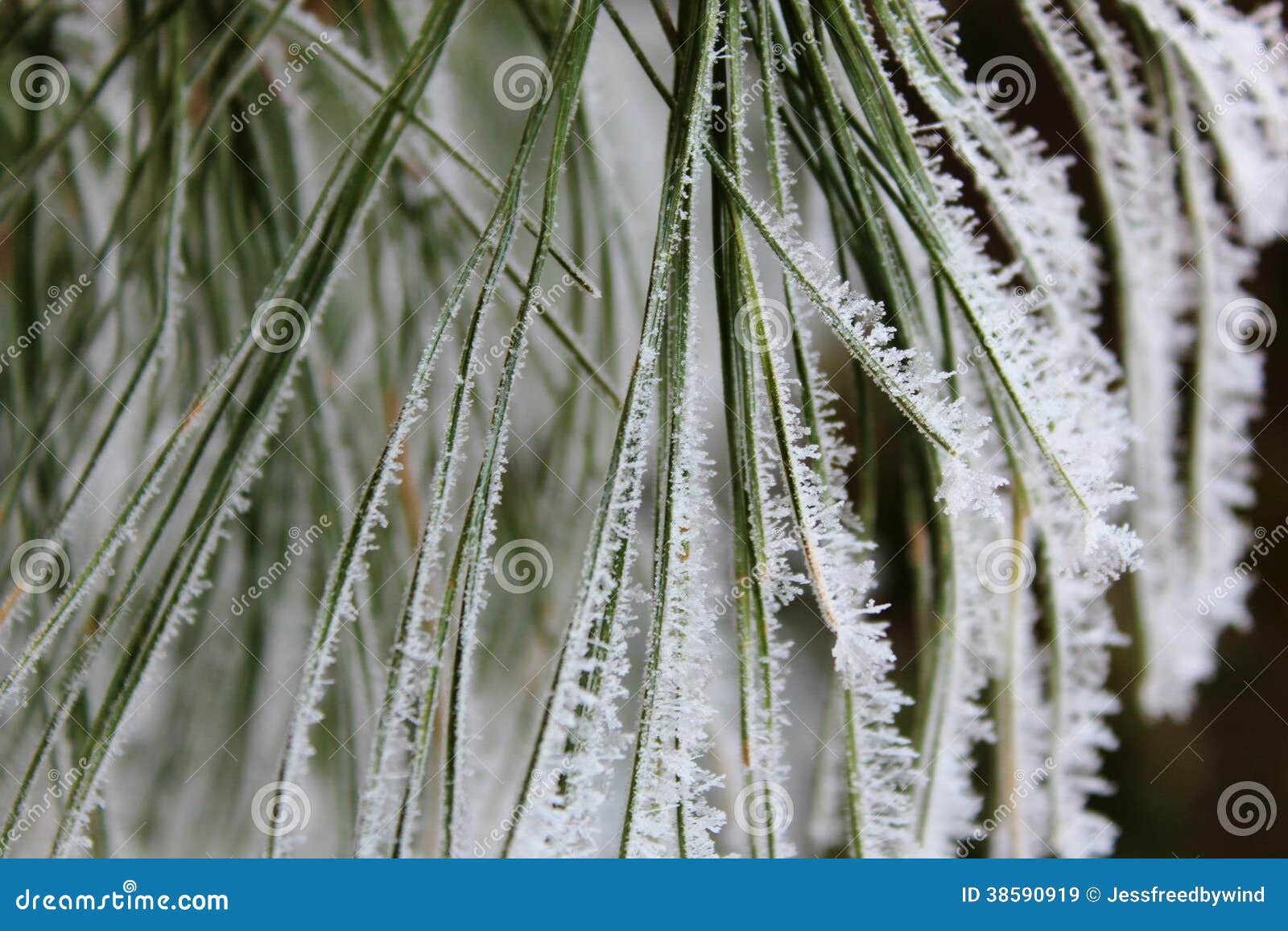 Plant covered in frost stock image. Image of tree, green - 38590919