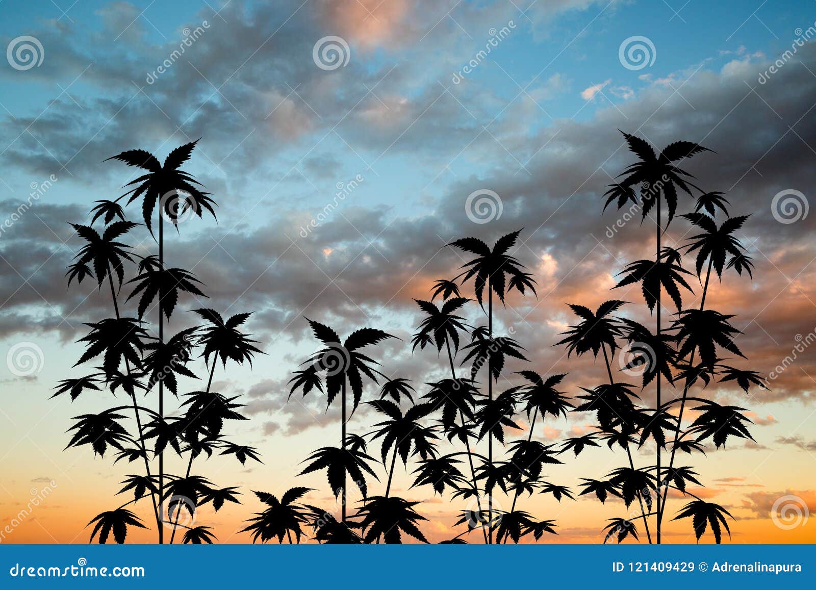 Plant Cultivation of Marijuana at Sunset Stock Illustration ...