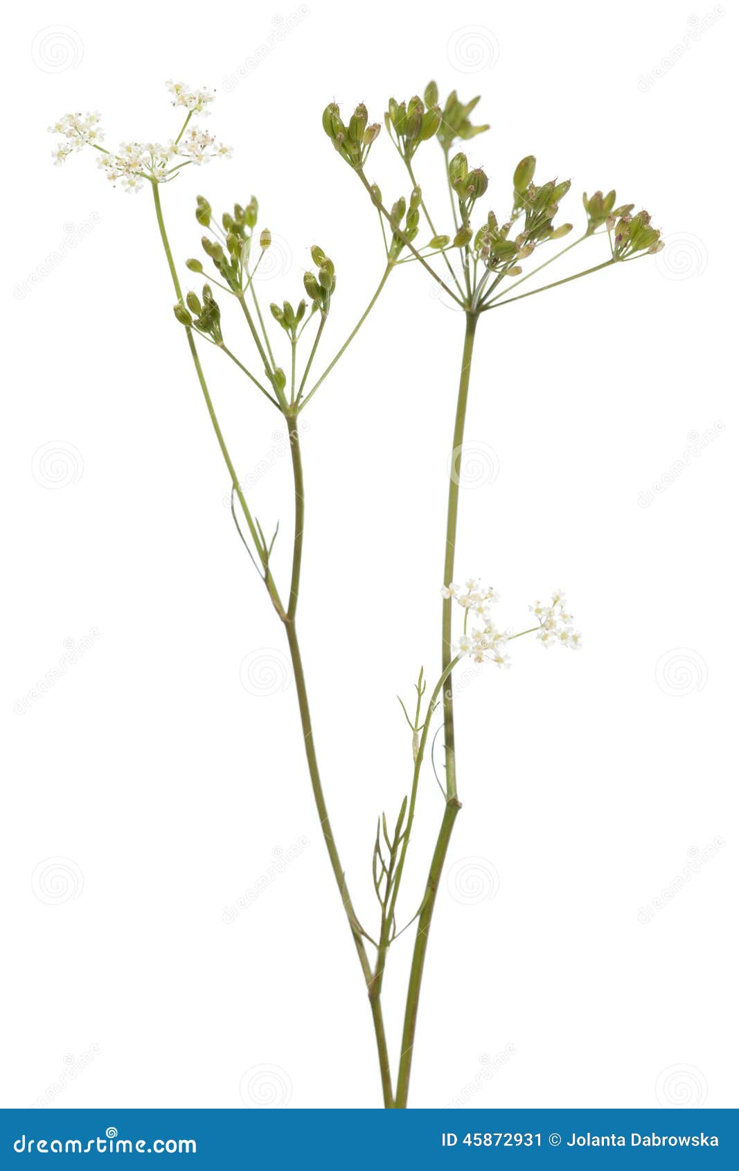 Plant cumin stock image. Image of spice, nature, macro - 45872931