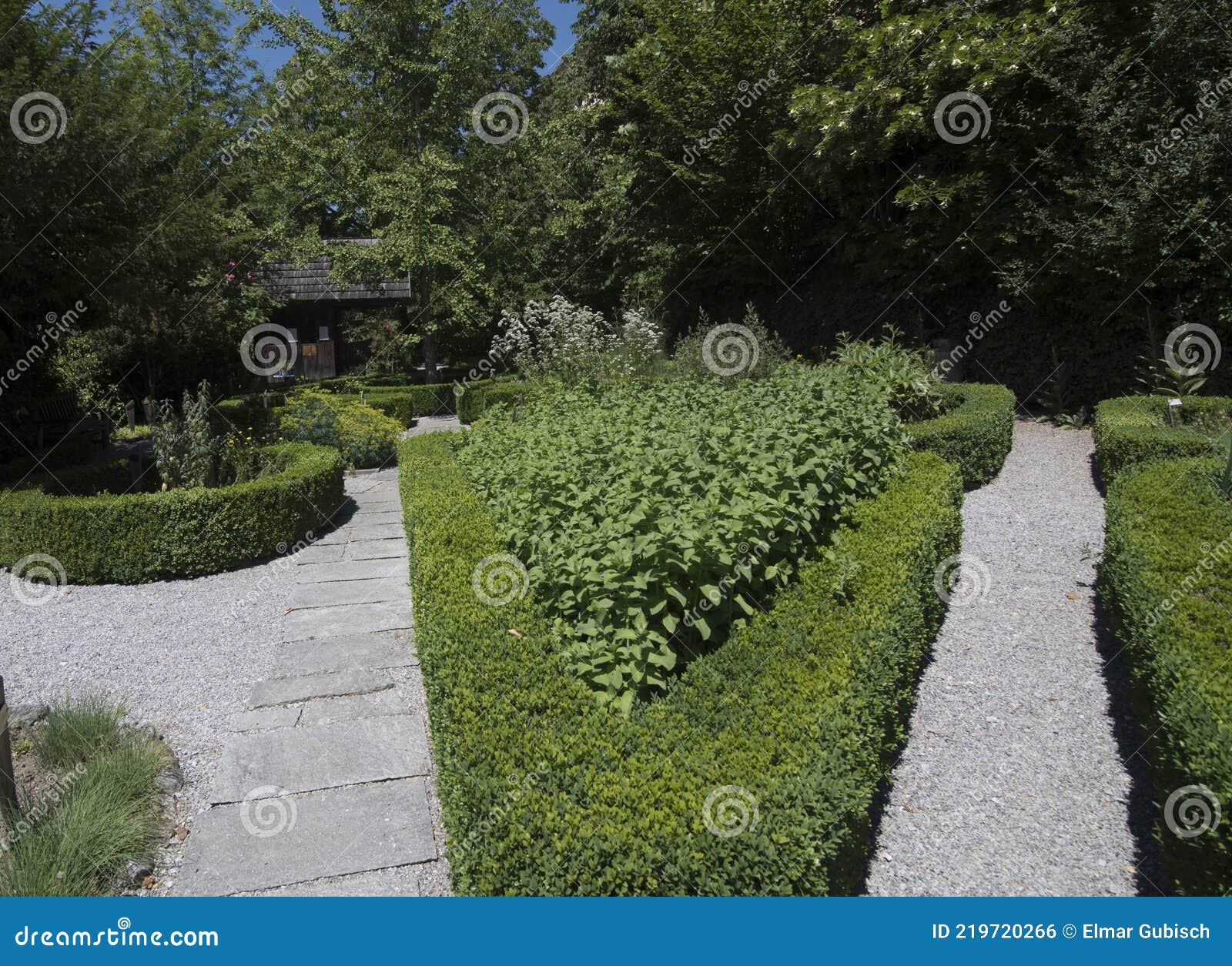 Plant Cut and Ornamental Shrub Stock Photo - Image of house, density ...