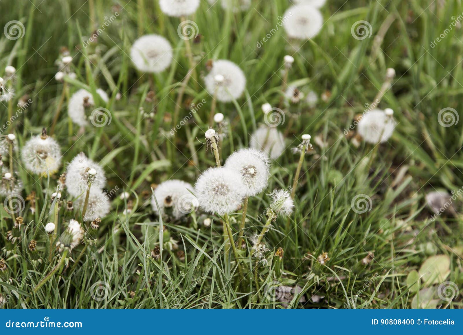 Plant dandelion park stock photo. Image of delicate, biology - 90808400