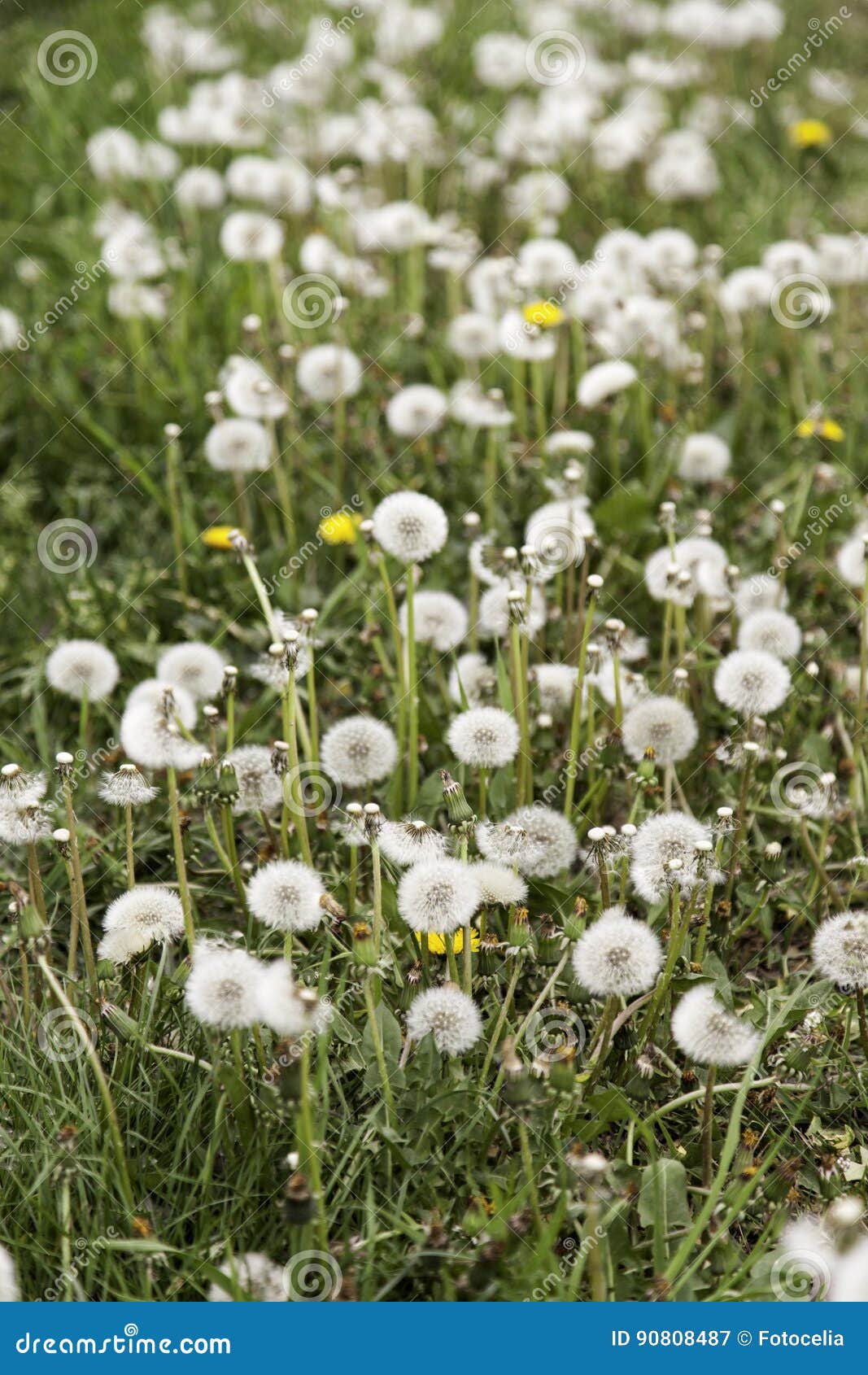 Plant dandelion park stock image. Image of botany, beautiful - 90808487