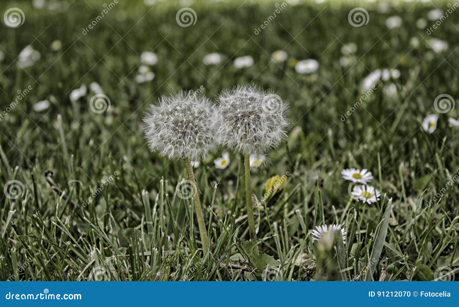Plant dandelion park stock photo. Image of fresh, abstract - 91212070