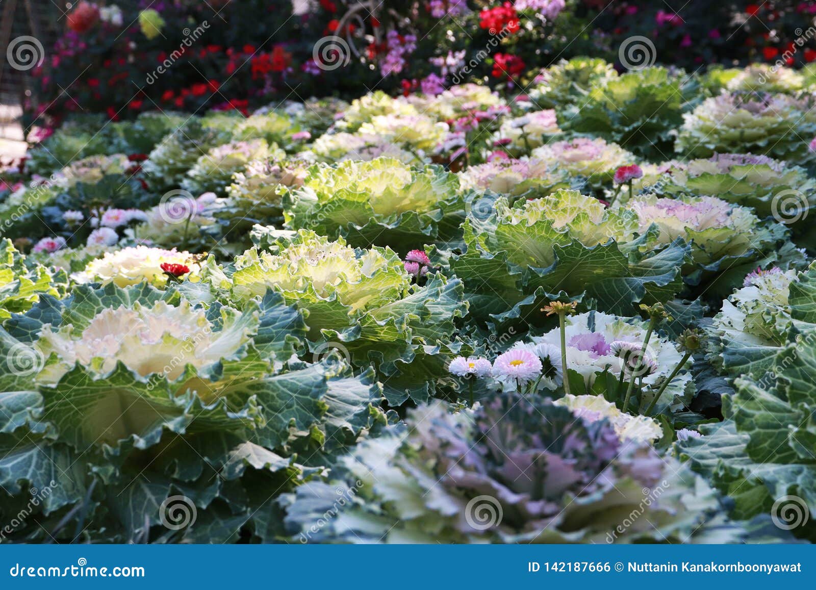 Plant of a Decorative Cabbage with Green Leaves Stock Photo - Image of ...