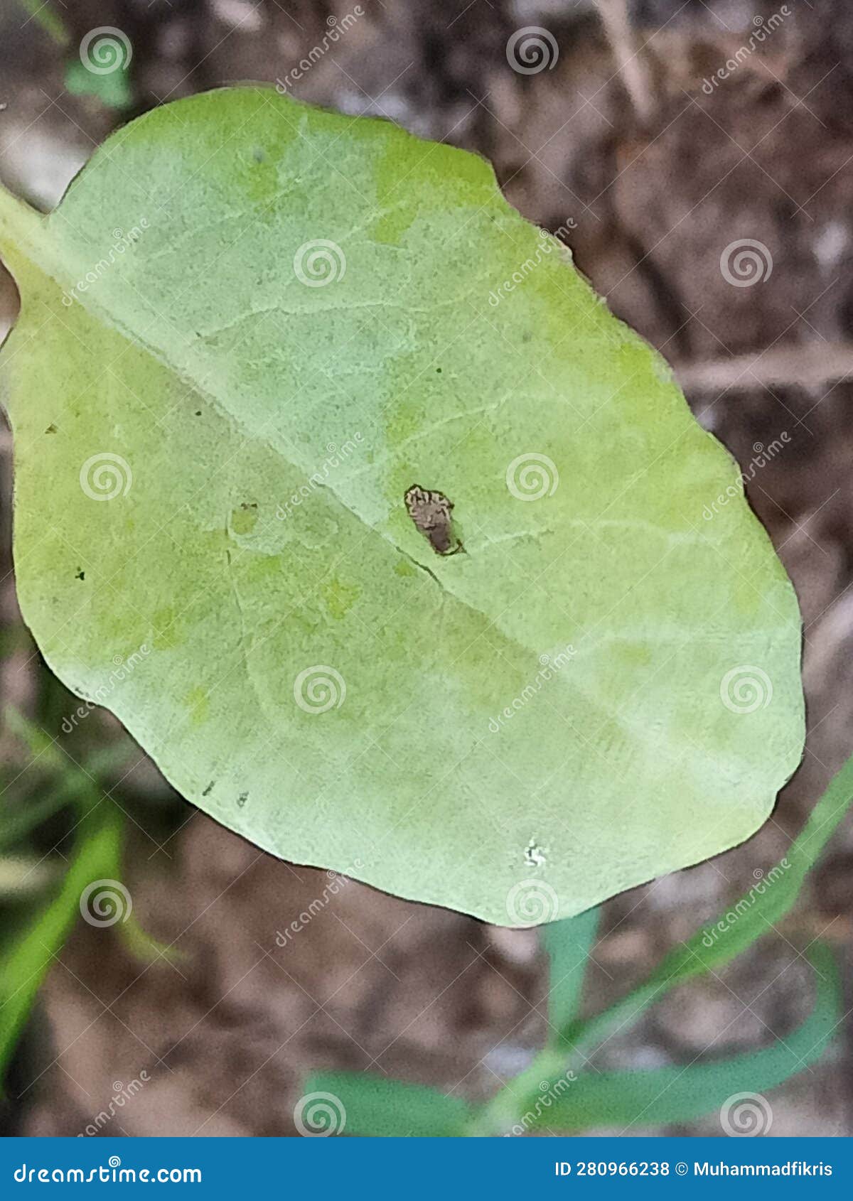 A plant destroying pest stock photo. Image of destroying - 280966238