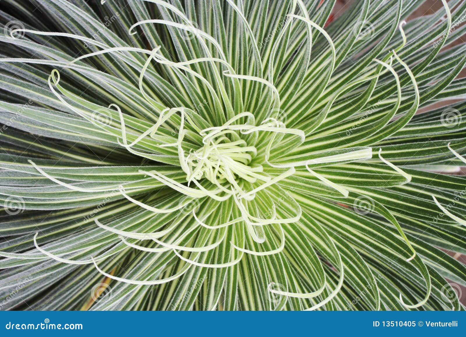 Plant details stock image. Image of nature, colors, winding - 13510405