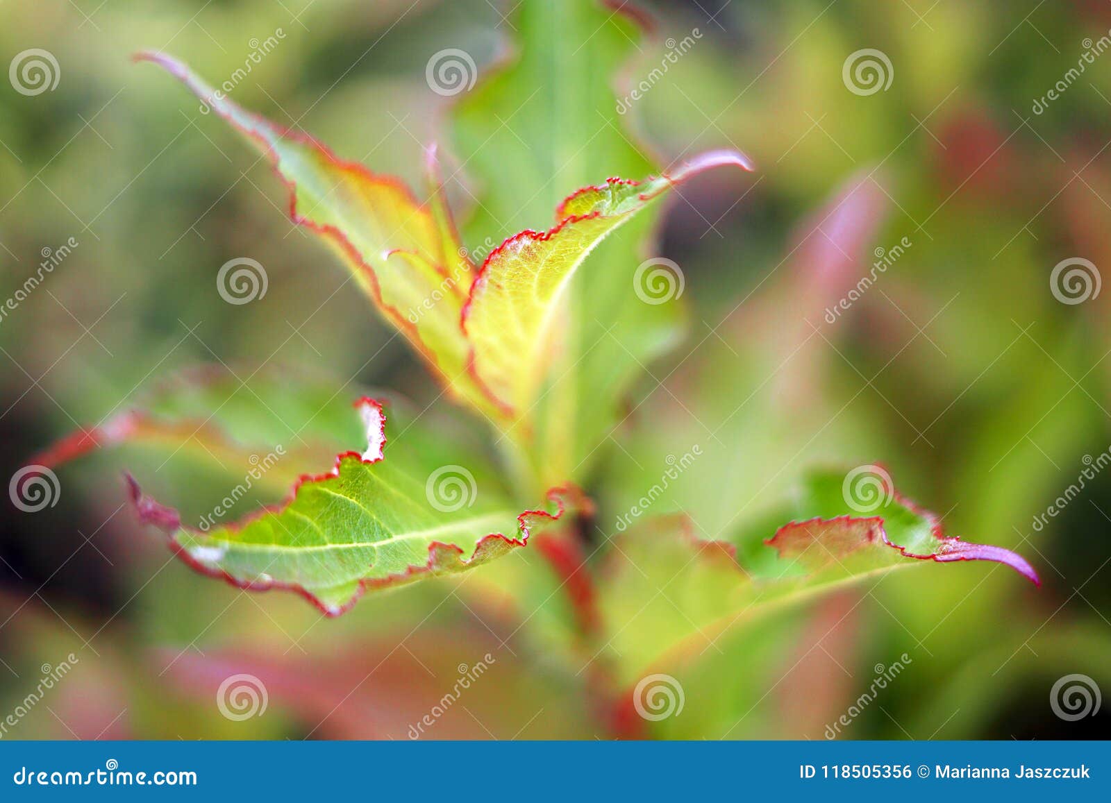 Plant Details. Plant Background, Pattern or Texture. Stock Photo ...