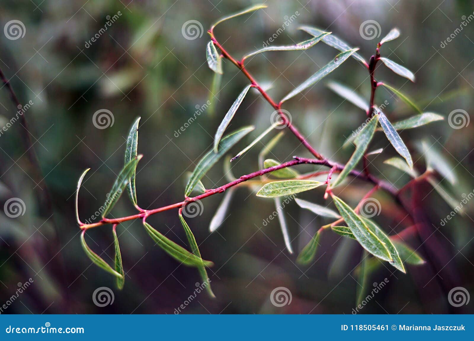 Plant Details. Plant Background, Pattern or Texture. Stock Image ...