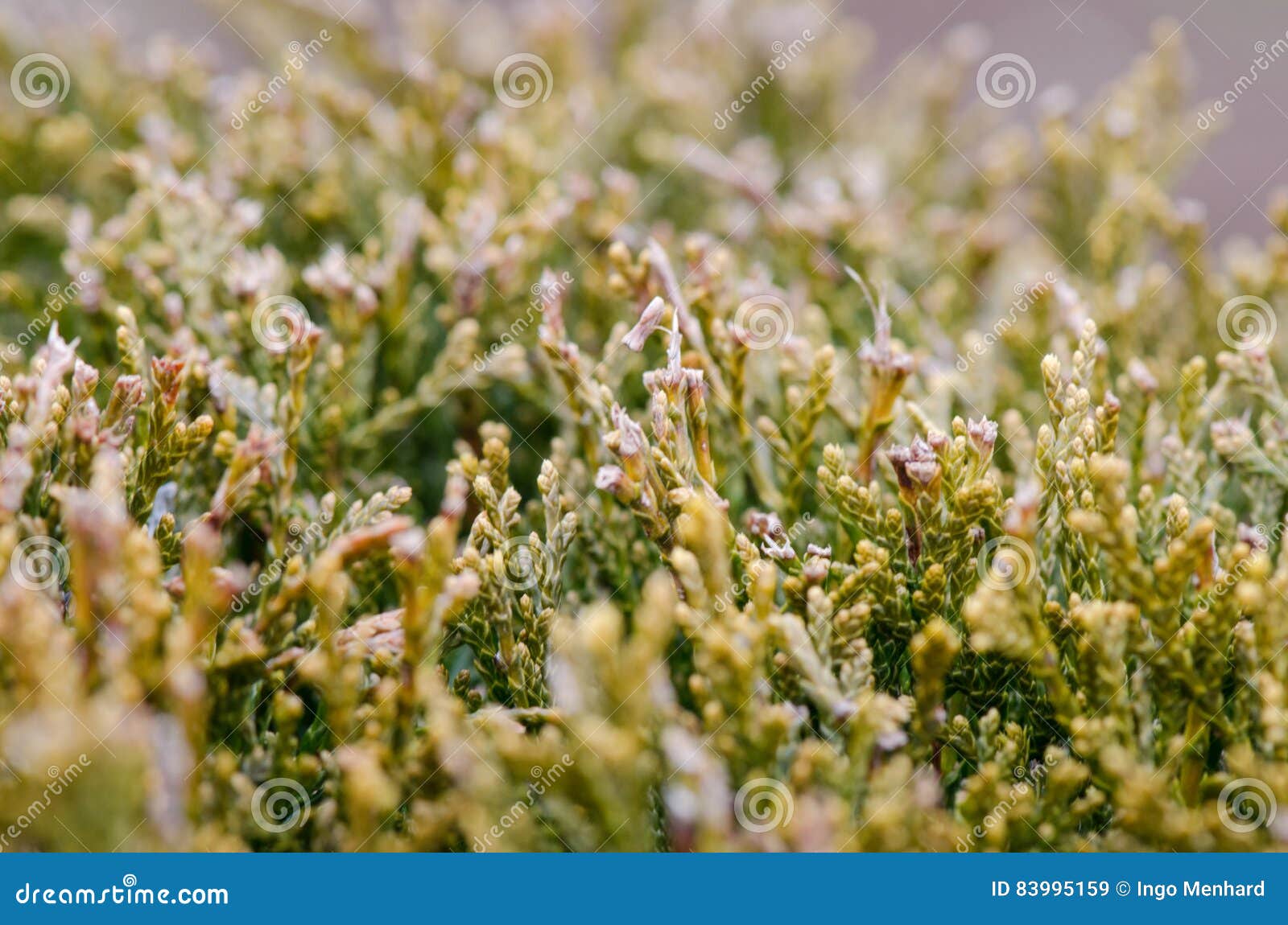 Plant details stock image. Image of growth, plant, texture - 83995159