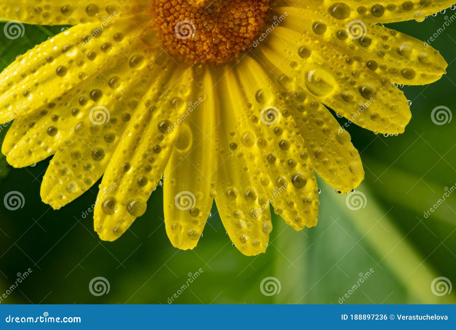Plant with Dew Drops - Macro Stock Photo - Image of beauty, clear ...