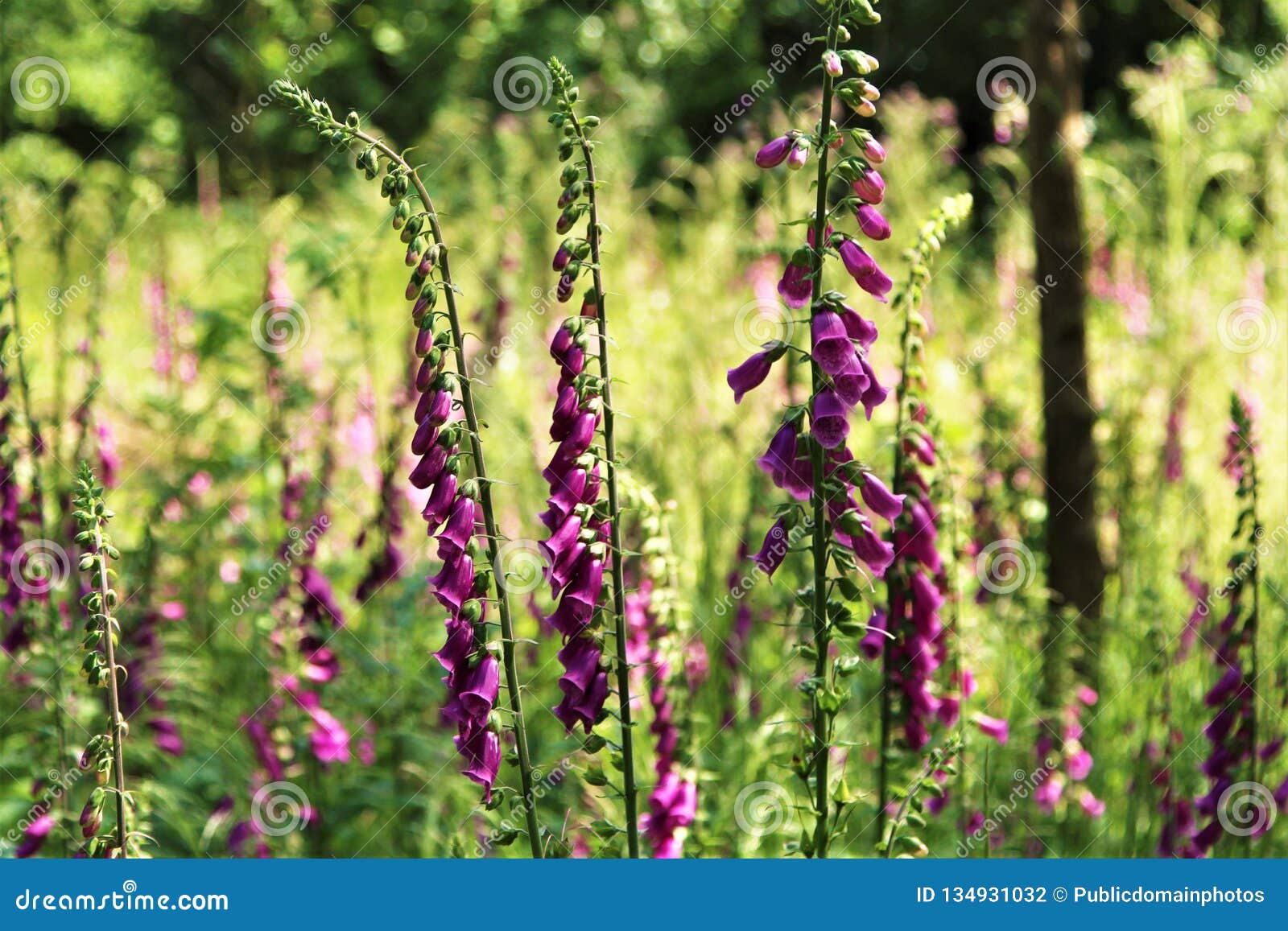 Plant, Digitalis, Flower, Flora Picture. Image: 134931032