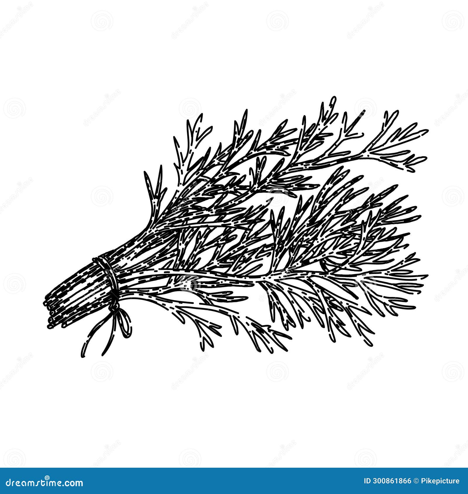 Plant Dill Sketch Hand Drawn Vector Stock Illustration Illustration Of Hand Branch 300861866