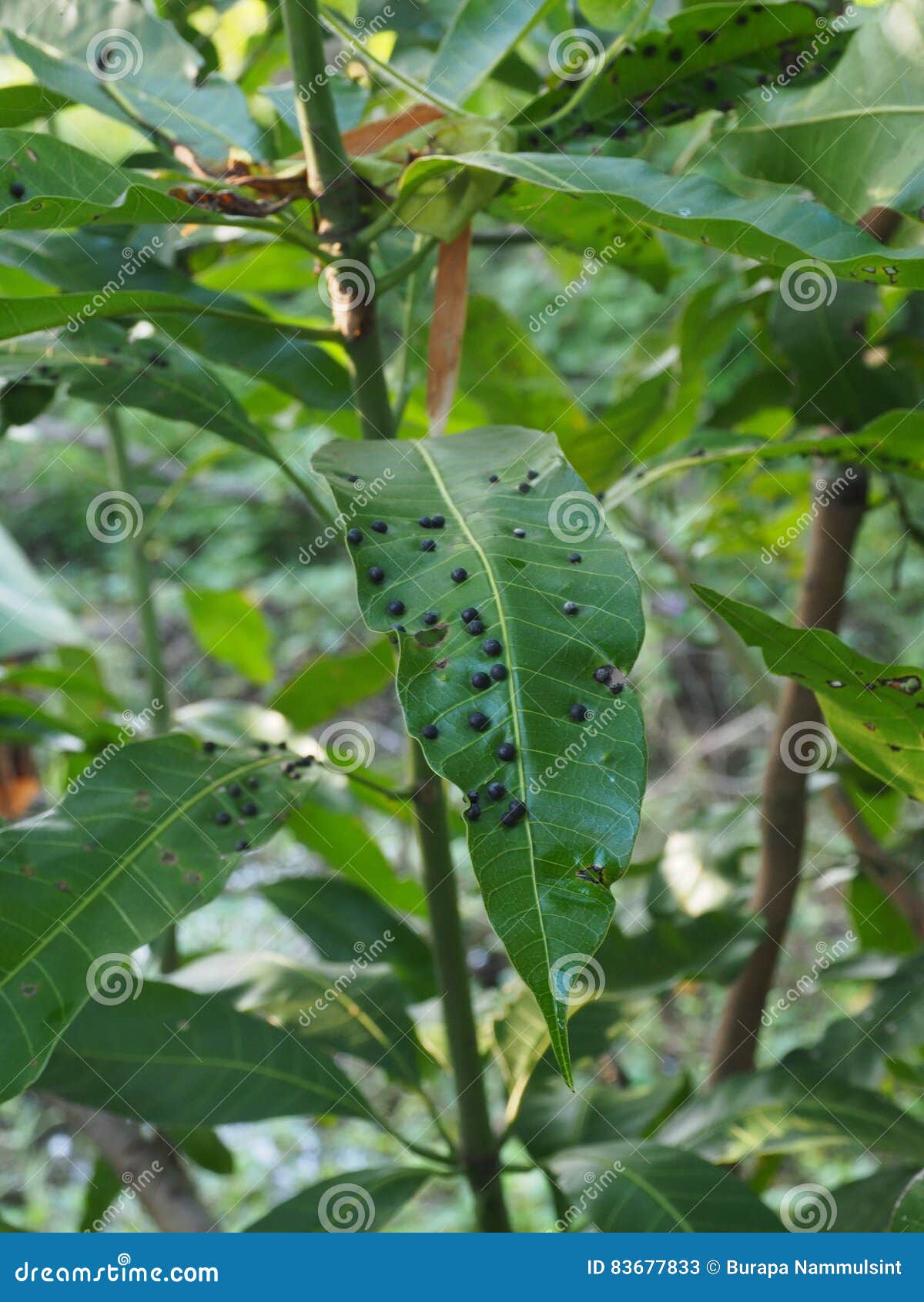 Plant Disease and Aphids, Cicadas Mango Leave Stock Image - Image of ...