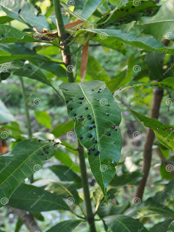 Plant Disease and Aphids, Cicadas Mango Leave Stock Image - Image of ...