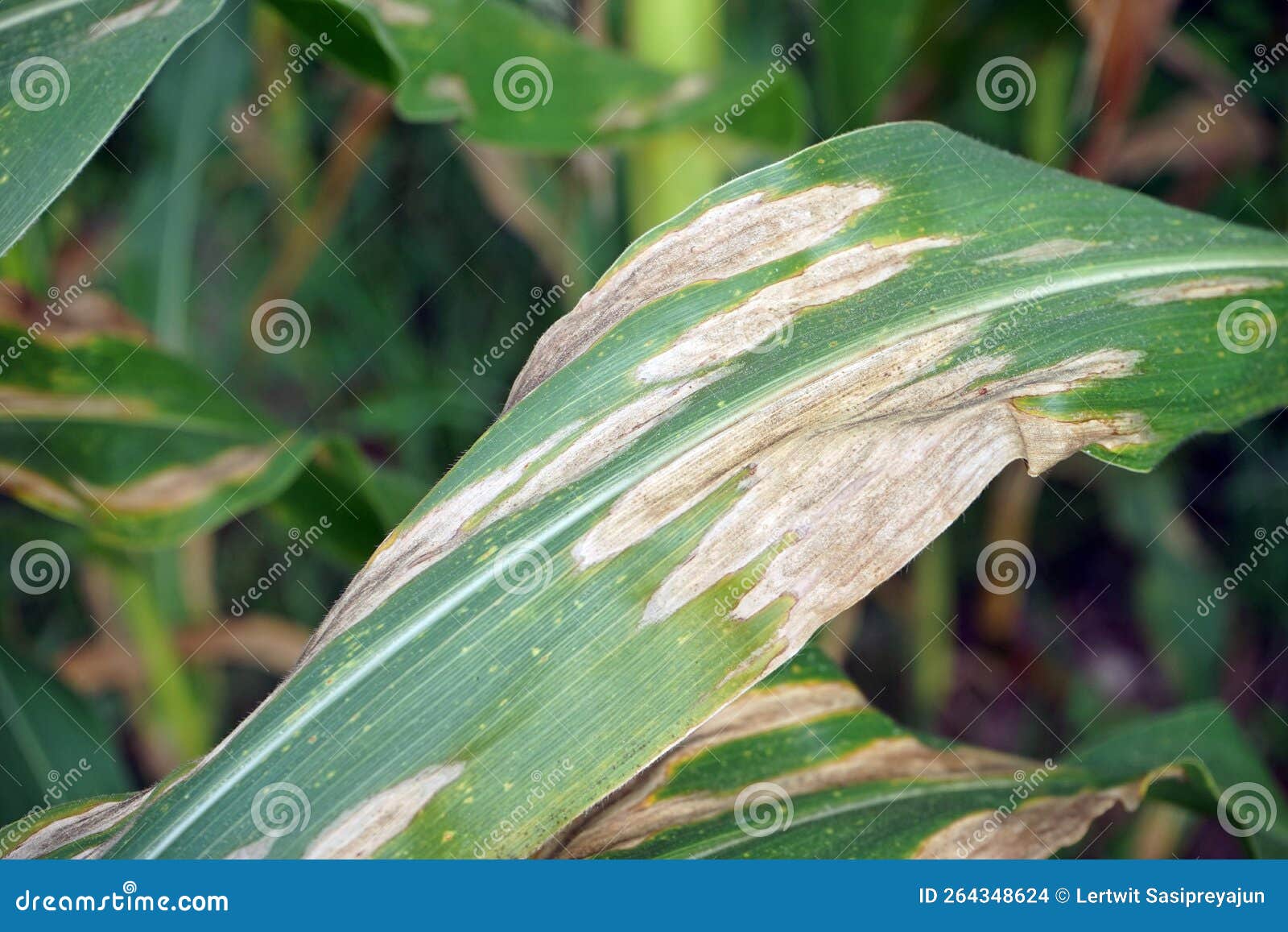 Plant Disease, Corn Leaf Blight from Fungus Stock Photo - Image of ...