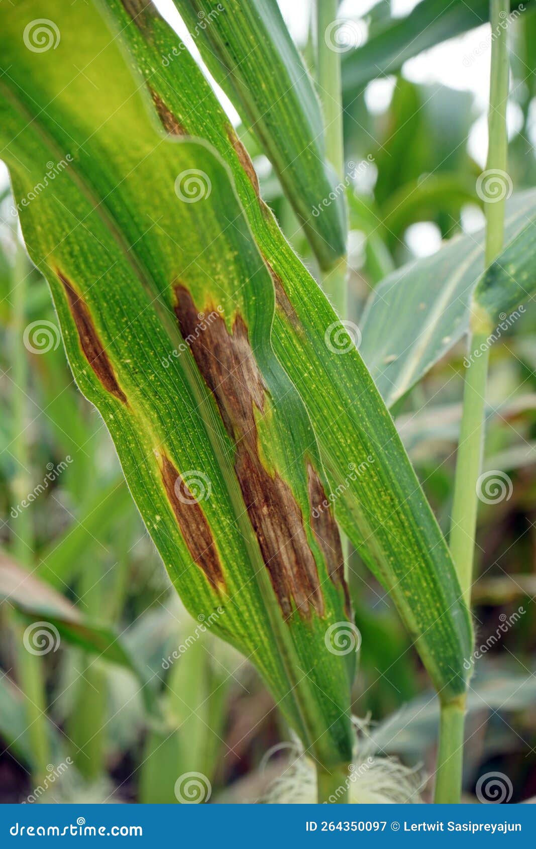 Plant Disease, Corn Leaf Blight from Fungus Stock Image - Image of ...