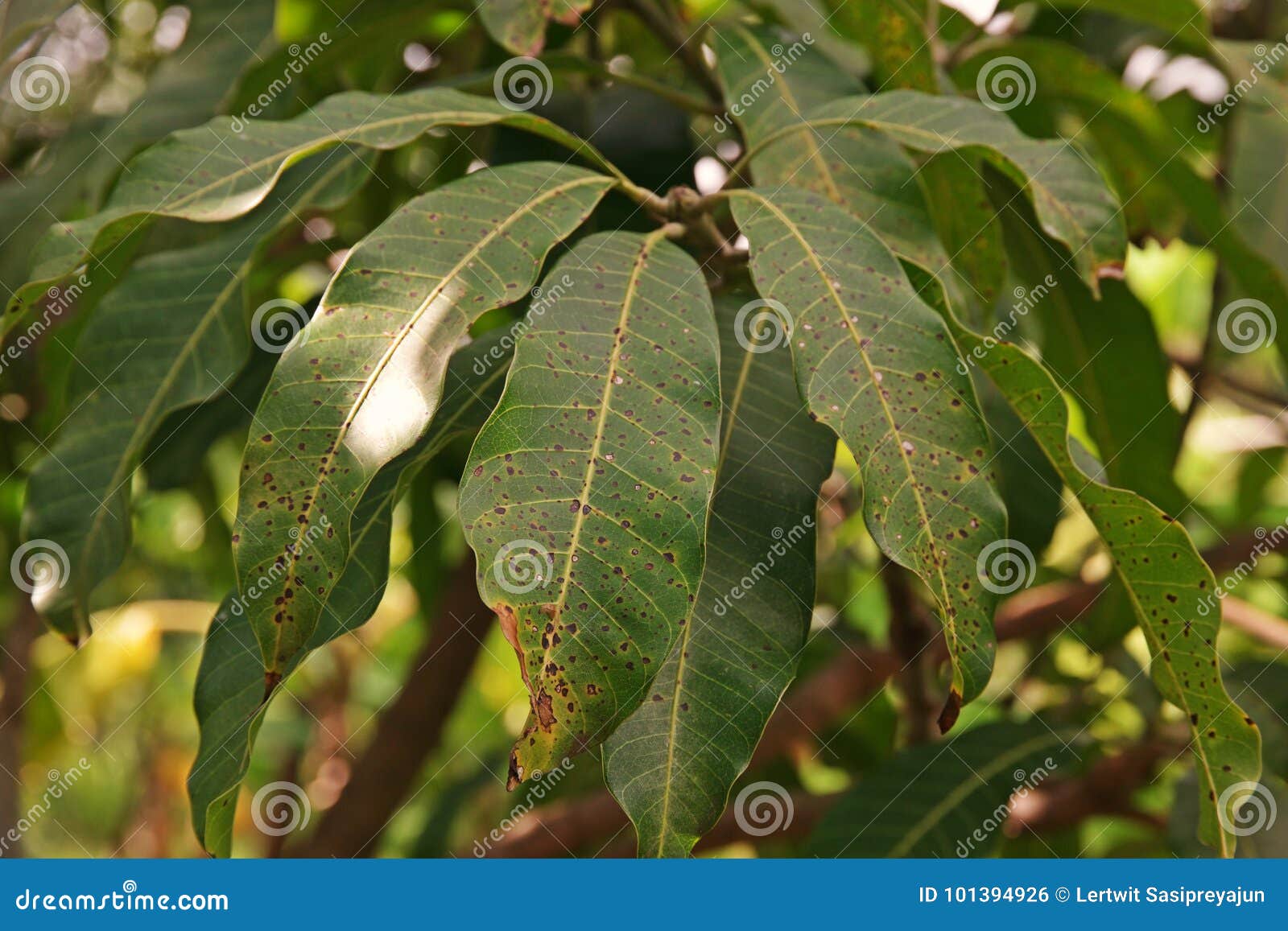 Plant Disease, Leaf Anthracnose on Mango Stock Photo - Image of outdoor ...