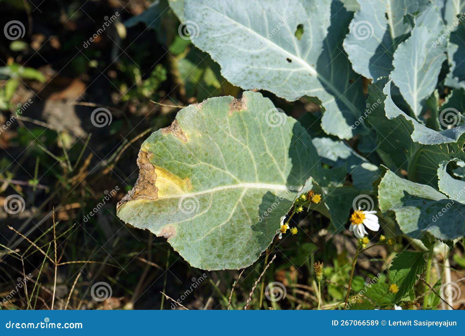 Plant Disease, Leaf Blight on Vegetable Leaf Stock Image - Image of ...