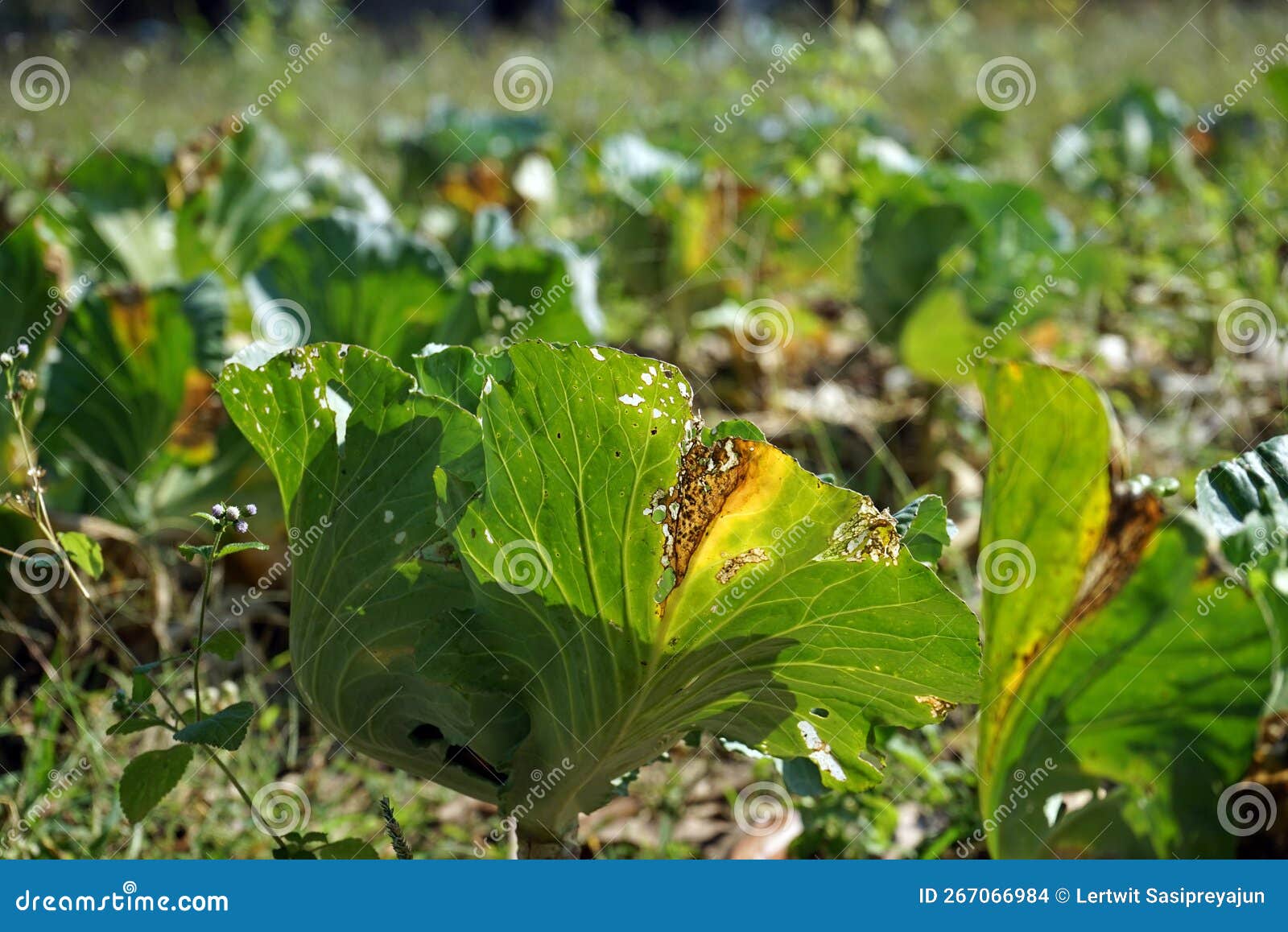 Plant Disease, Leaf Blight on Vegetable Leaf Stock Photo - Image of ...