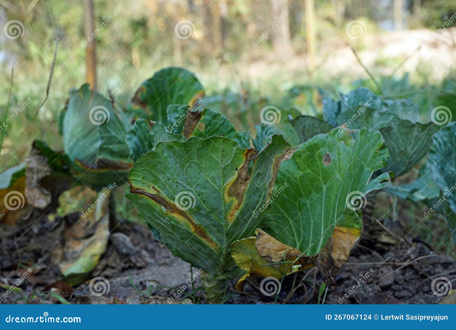 Plant Disease, Leaf Blight on Vegetable Leaf Stock Photo - Image of ...