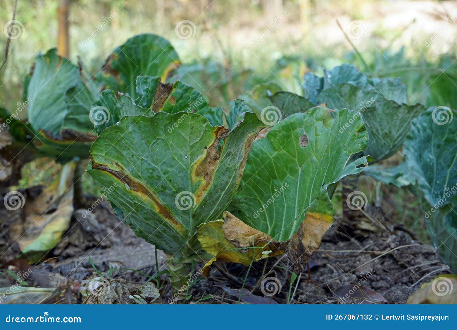 Plant Disease, Leaf Blight on Vegetable Leaf Stock Photo - Image of ...