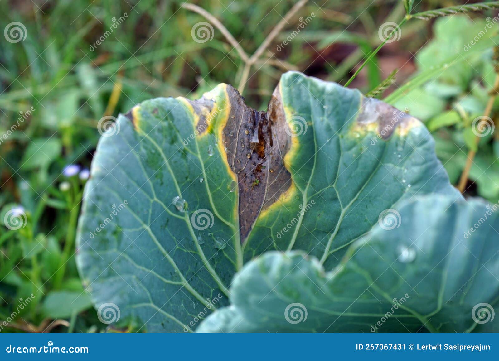 Plant Disease, Leaf Blight on Vegetable Leaf Stock Image - Image of ...
