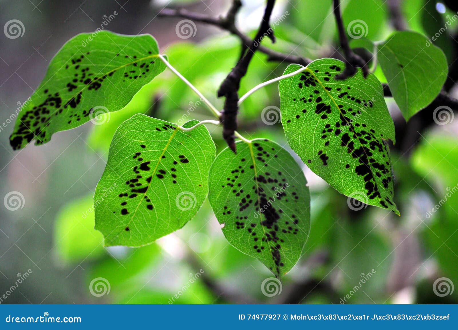 Disease Of Pear Trees Close-up. Damage Fruit Tree. Sick Leaf Of Fungal ...