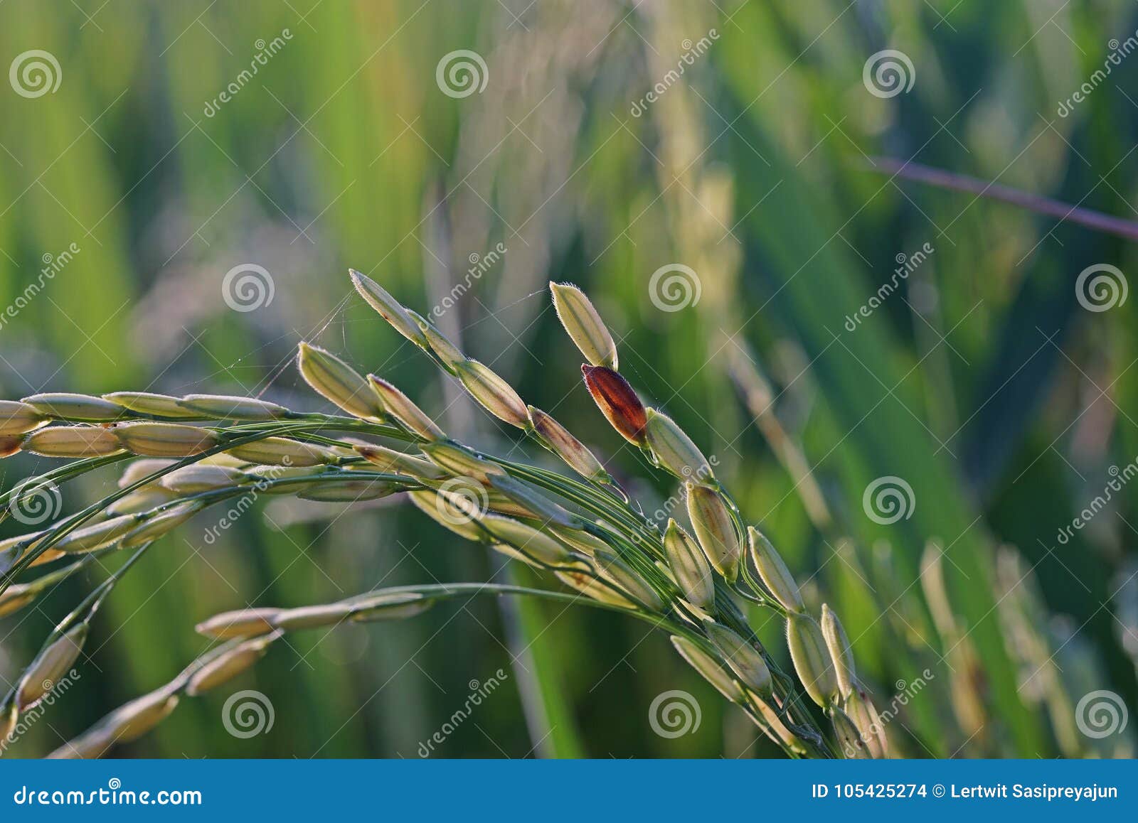 Plant disease on rice stock photo. Image of pant, nature - 105425274