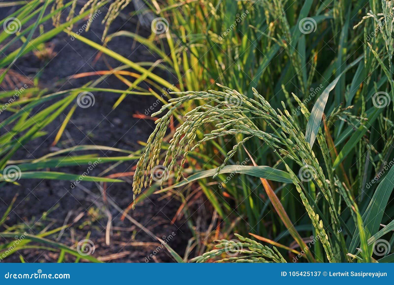 Plant disease on rice stock image. Image of grass, growth - 105425137