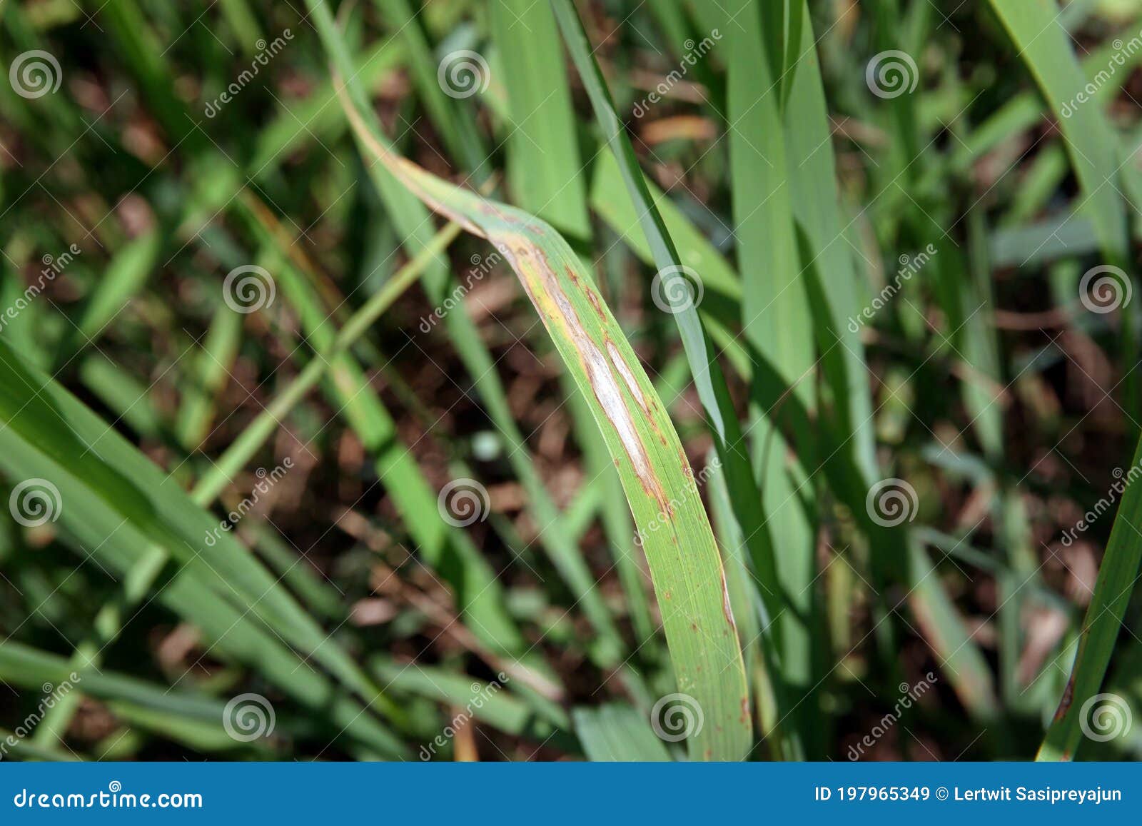 Plant Disease, Rice Leaf Blight Stock Image - Image of grain, fungus ...