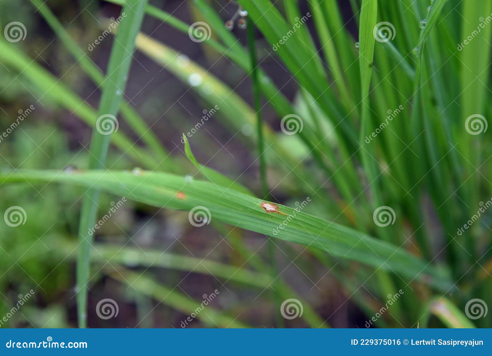 Plant Disease, Rice Leaf Disease from Pathogen Stock Photo - Image of ...