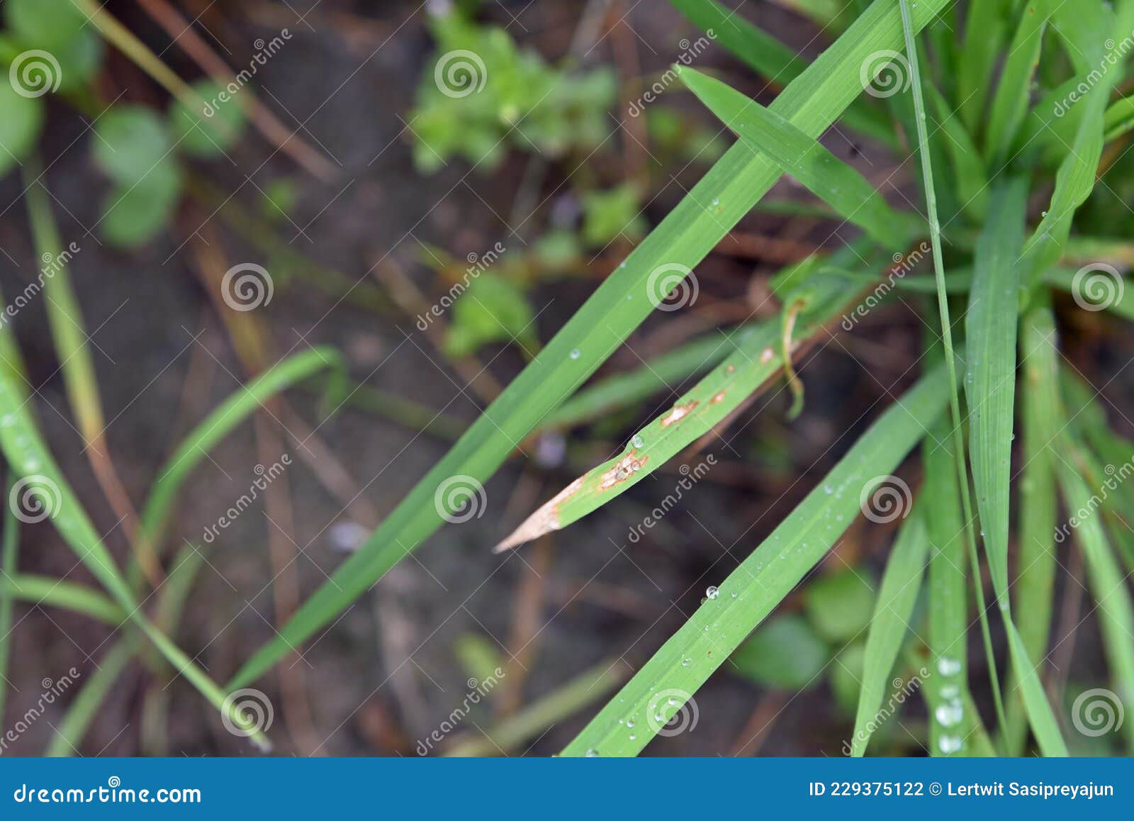 Plant Disease, Rice Leaf Disease from Pathogen Stock Photo - Image of ...