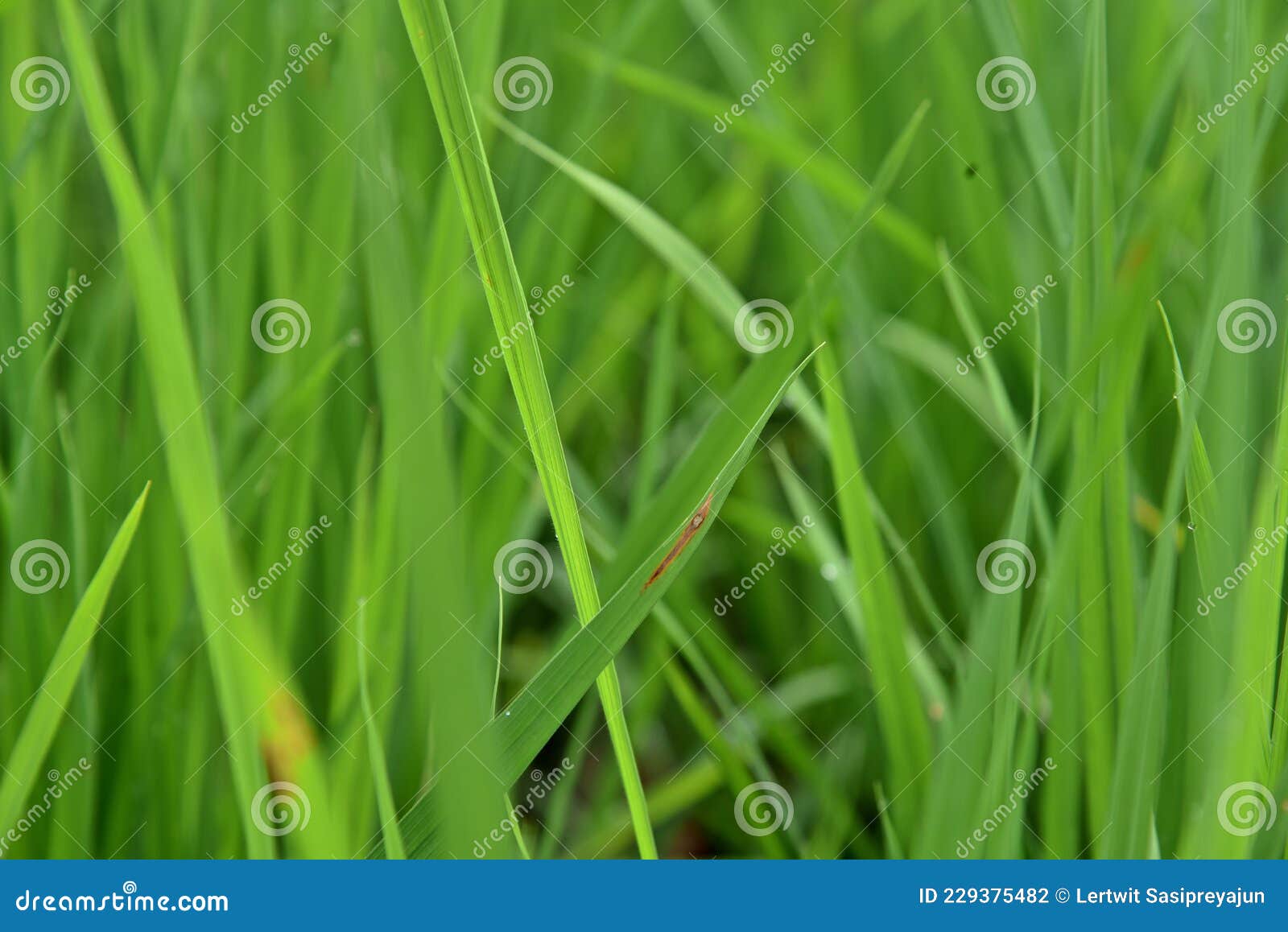 Plant Disease, Rice Leaf Disease from Pathogen Stock Photo - Image of ...