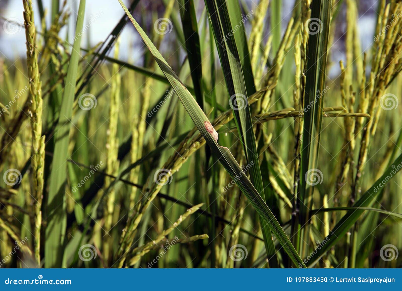 Rice Leaf Royalty-Free Stock Photo | CartoonDealer.com #40321407