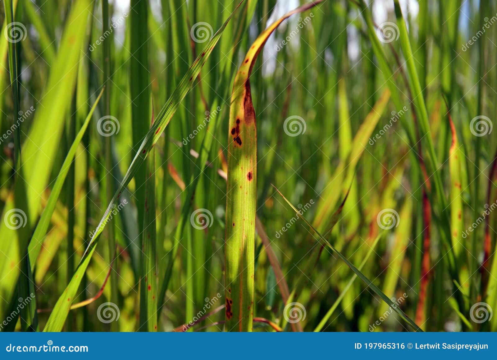 Plant Disease, Rice Leaf Disease Stock Photo - Image of leaves, crop ...