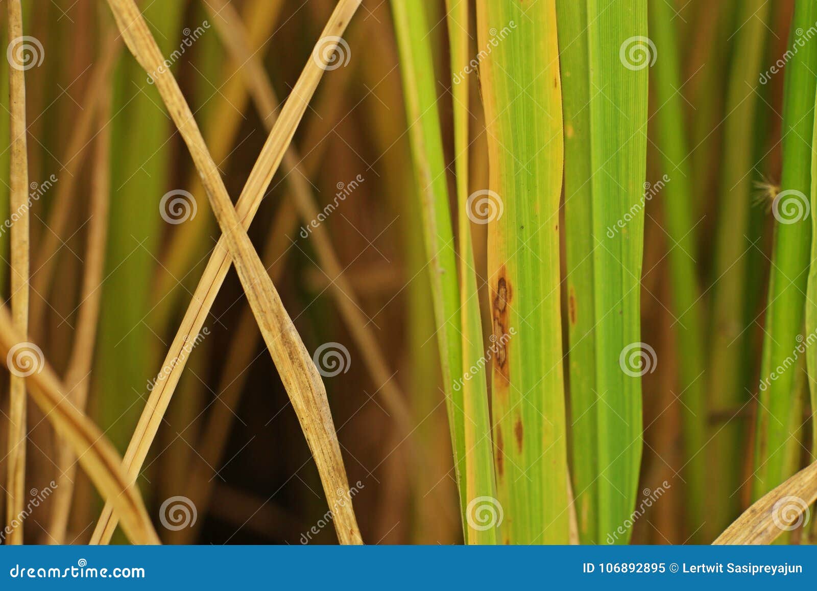 Plant Disease, Rice`s Leaves Blight Stock Image - Image of foliage ...