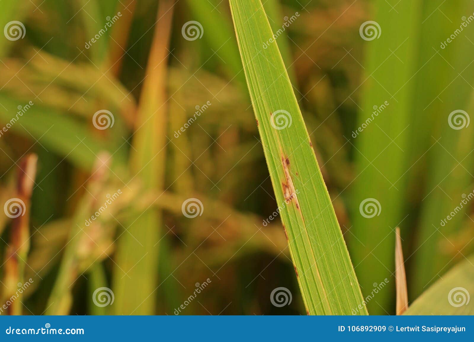 Plant Disease, Rice`s Leaves Blight Stock Image - Image of plant, drop ...