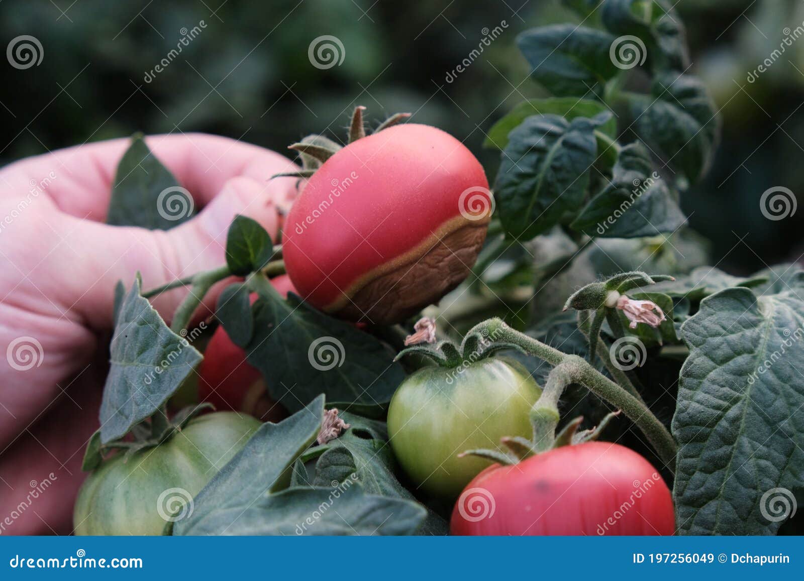 Plant Disease Rotting of Tomatoes during Growth Close-up Stock Image ...