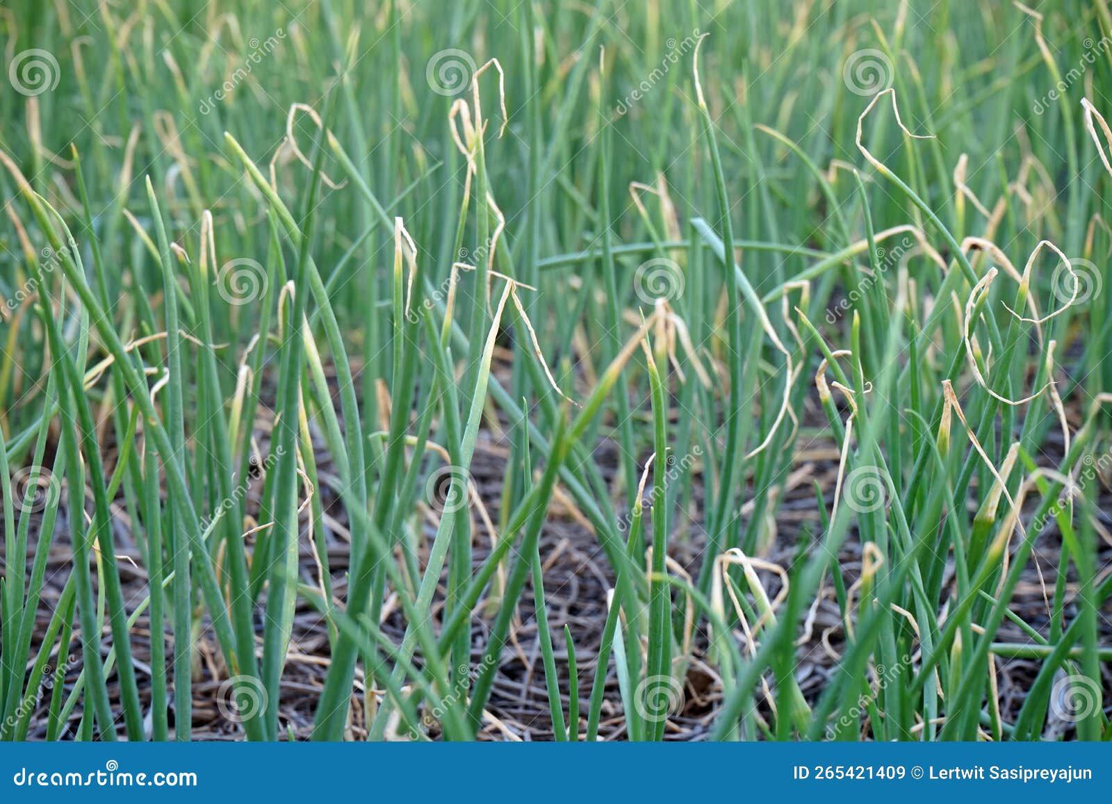 Plant Disease, Shallot Leaf Disease Stock Image - Image of outdoor ...
