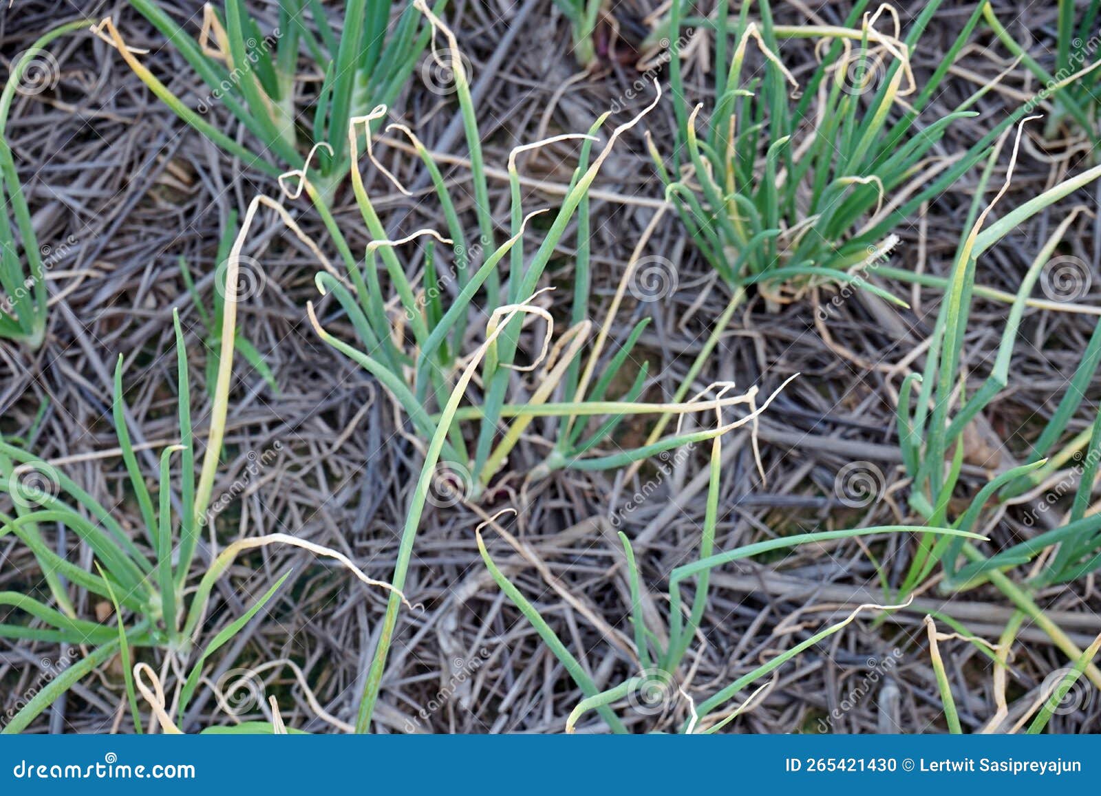 Plant Disease, Shallot Leaf Disease Stock Photo - Image of green, bulb ...